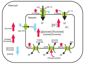 Projects: Plant Systems Biology